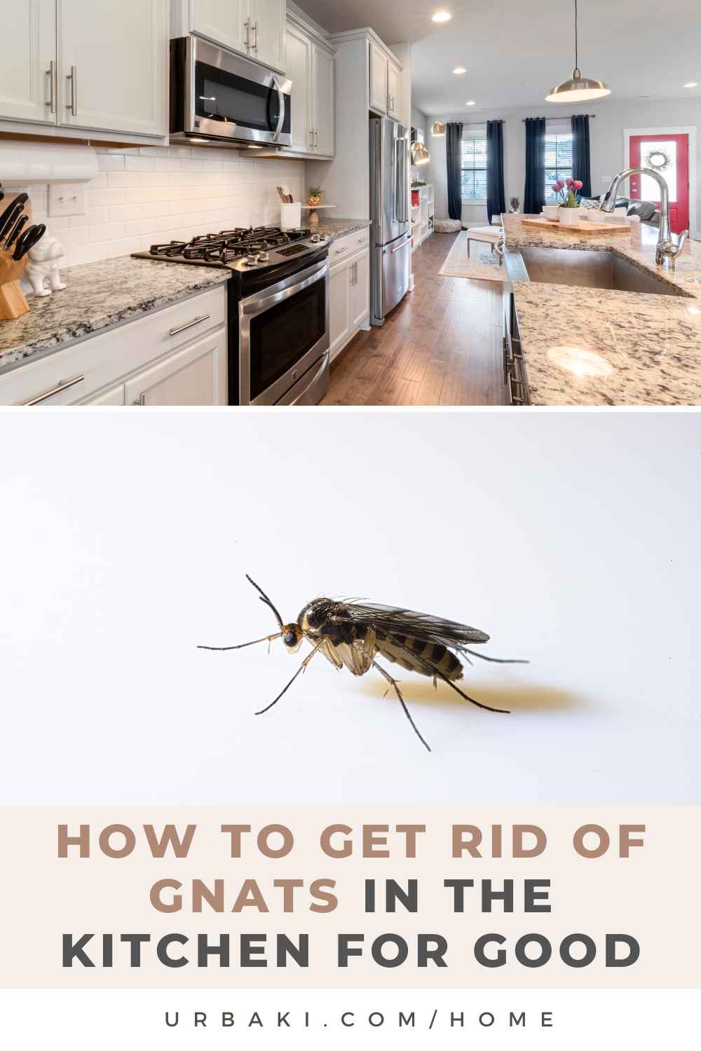 How to Get Rid of Gnats in the Kitchen for Good
