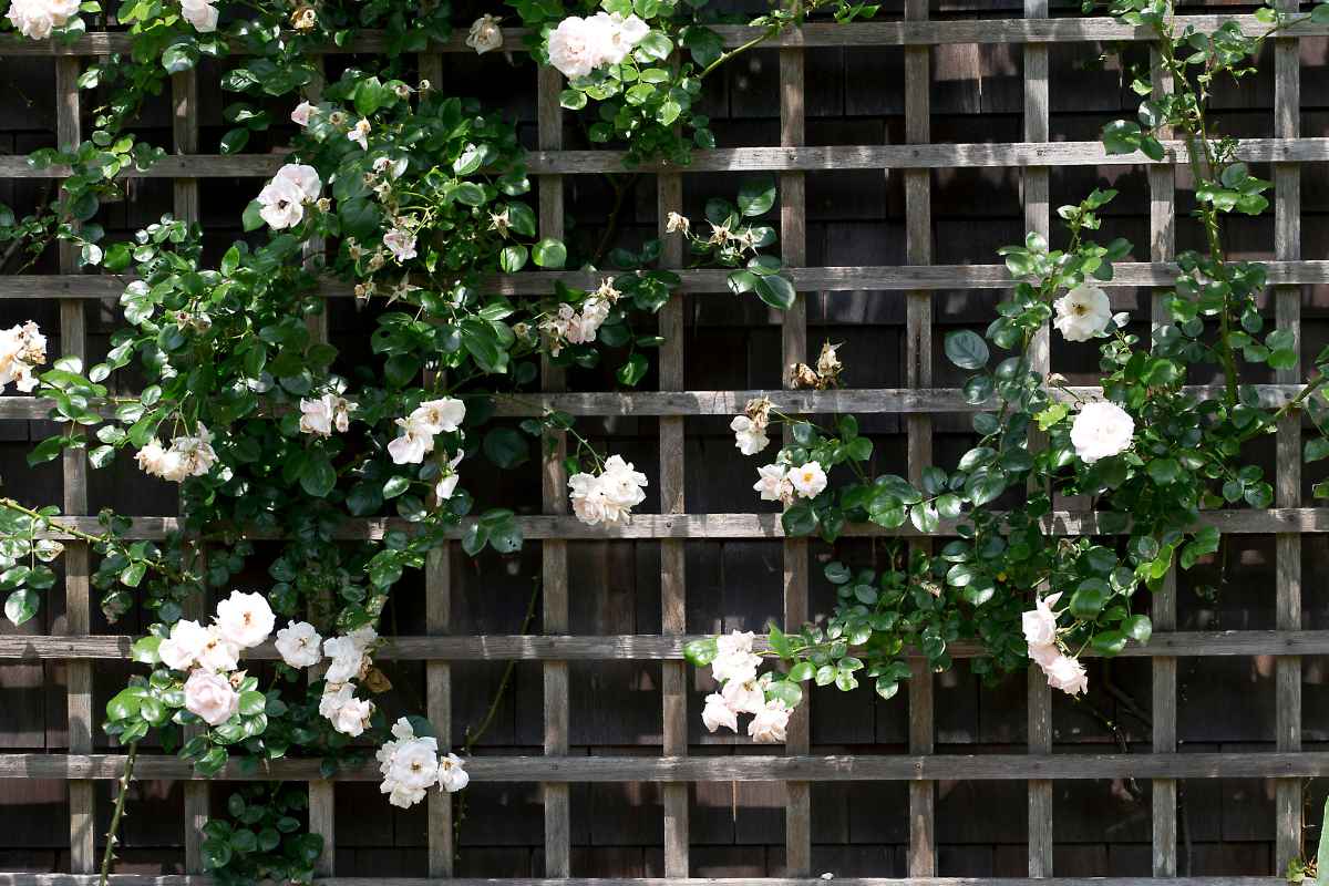 Stylish Trellis Ideas to Add Privacy to Your Backyard