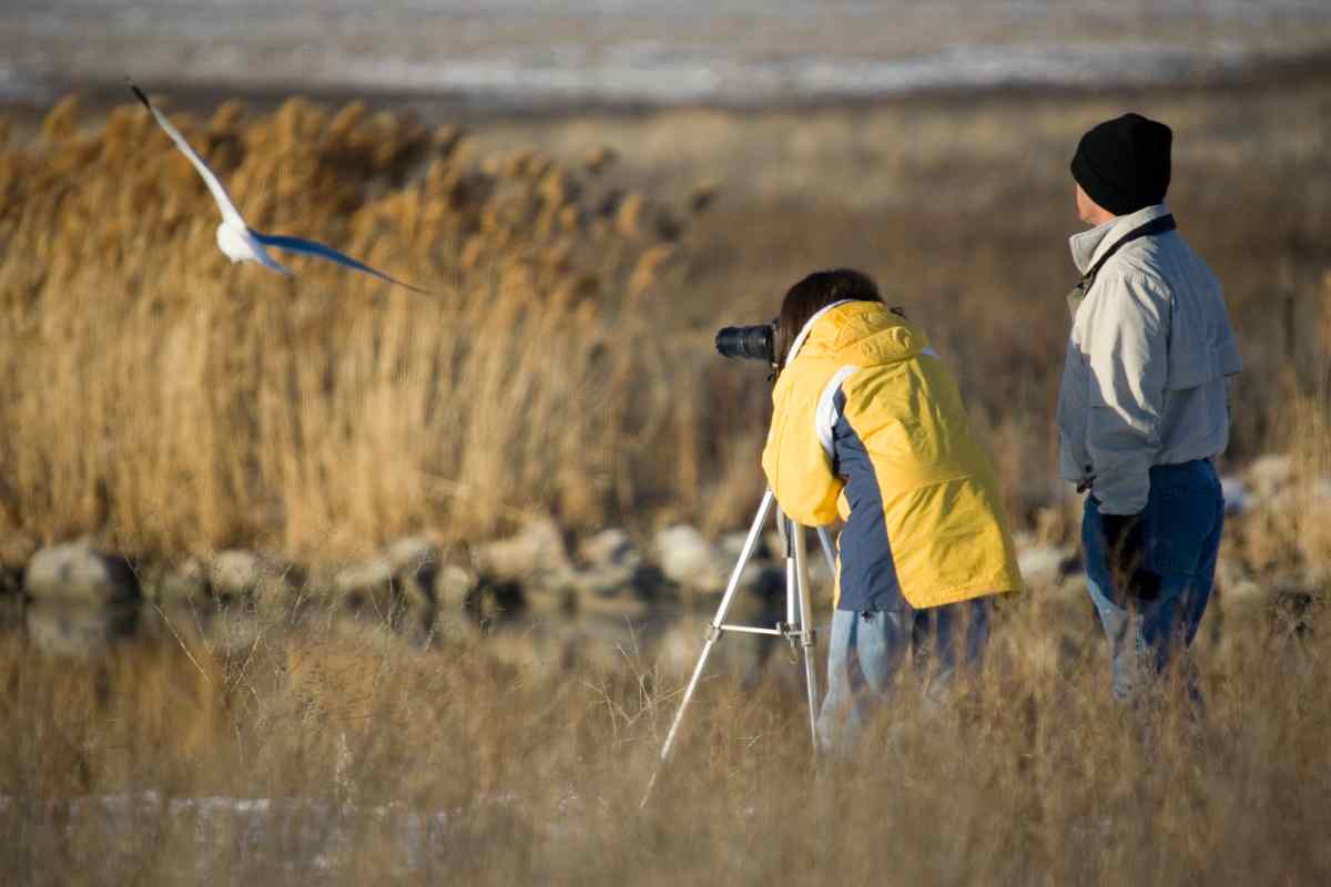 The Essentials of Bird Watching: Equipment, Locations, and ...