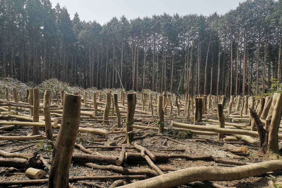 The Impact of Human Activities on Wildlife: A Critical Analysis ...