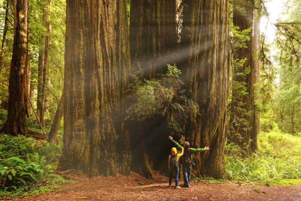 Exploring Ancient Forests: A Guide to Old-Growth Woodlands - Urbaki Outdoor