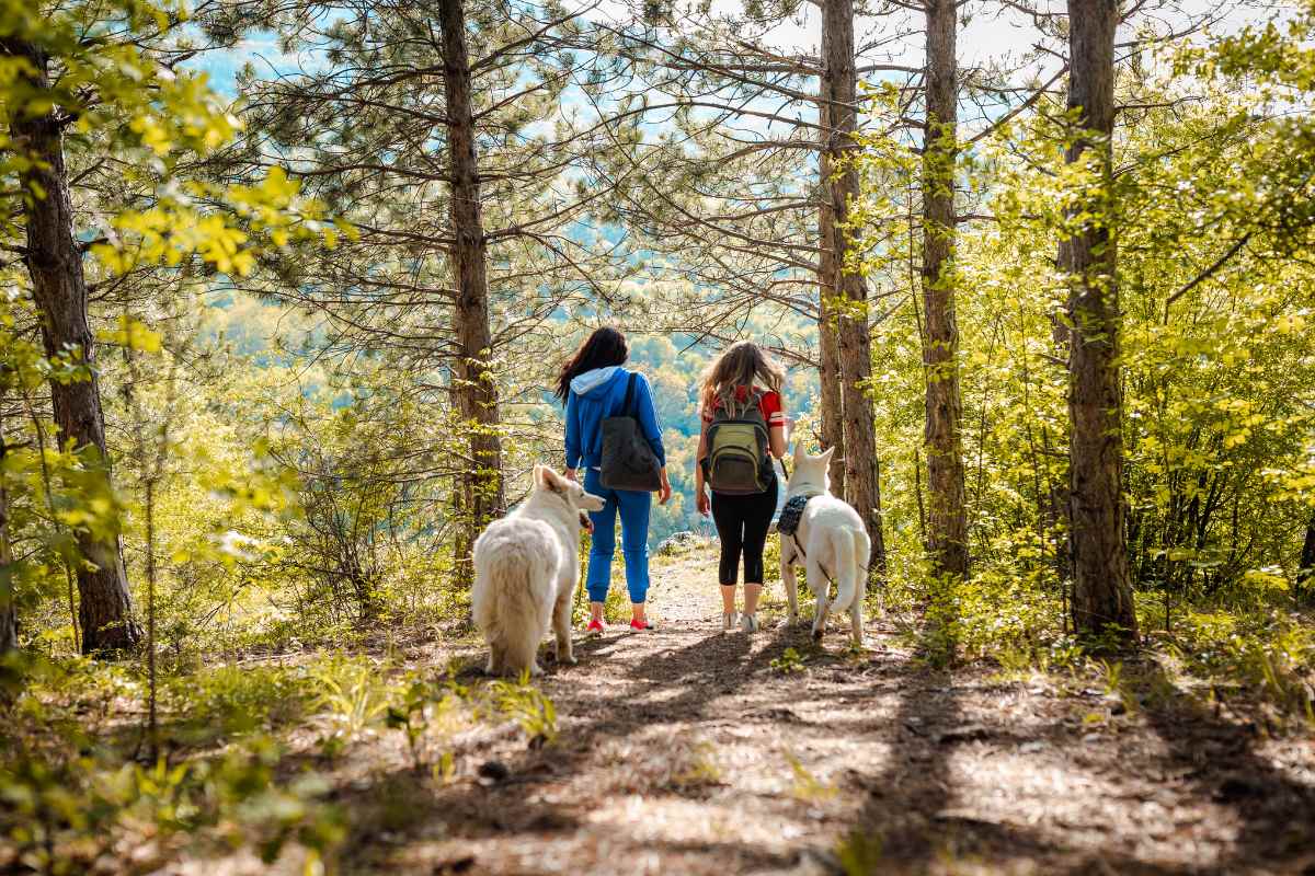 The 7 Best Dog-Friendly Hiking Trails - Urbaki Outdoor