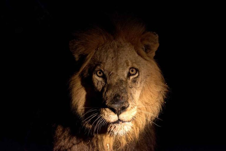 The Best Places to See Nocturnal Animals - Urbaki Outdoor