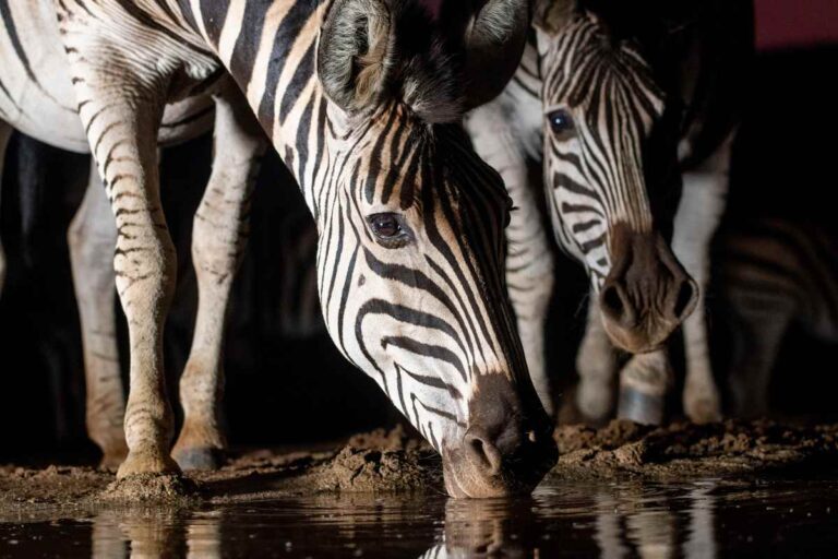 The Best Places to See Nocturnal Animals - Urbaki Outdoor