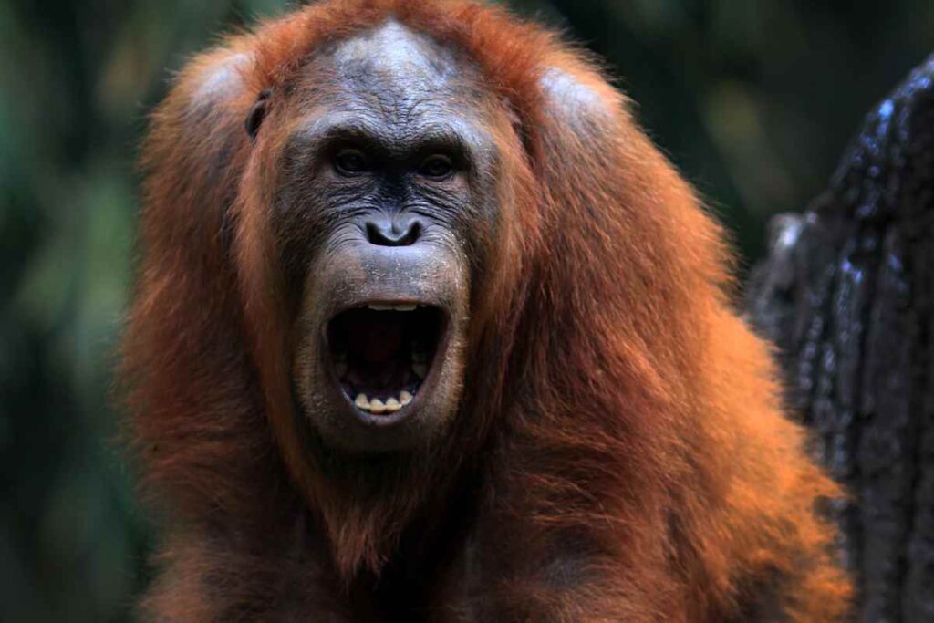 The Best Places to See Nocturnal Animals - Urbaki Outdoor