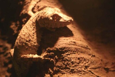 The Best Places to See Nocturnal Animals - Urbaki Outdoor