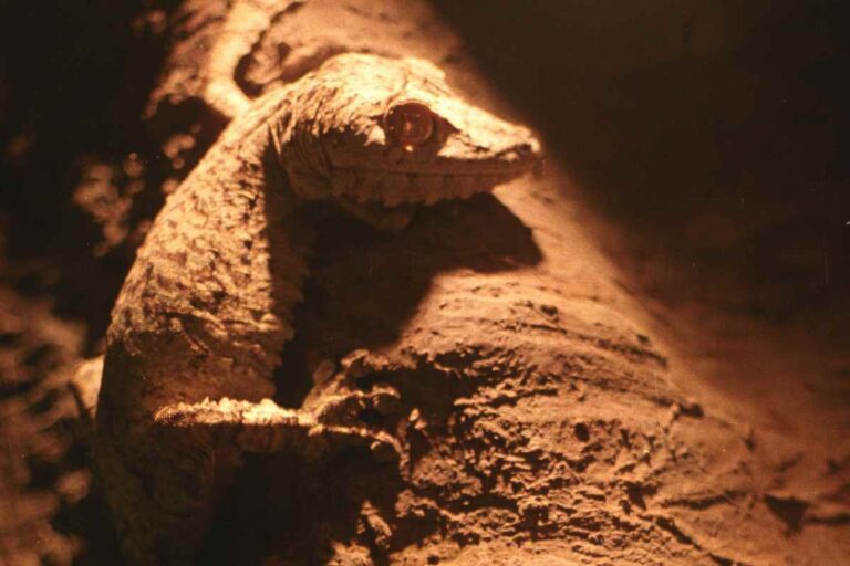 The Best Places to See Nocturnal Animals - Urbaki Outdoor