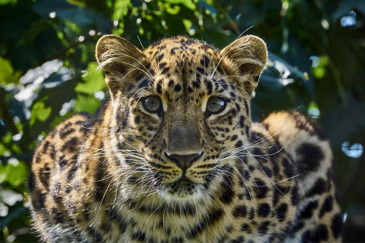 5 Endangered Species You Can Help Protect on Your Next Adventure ...