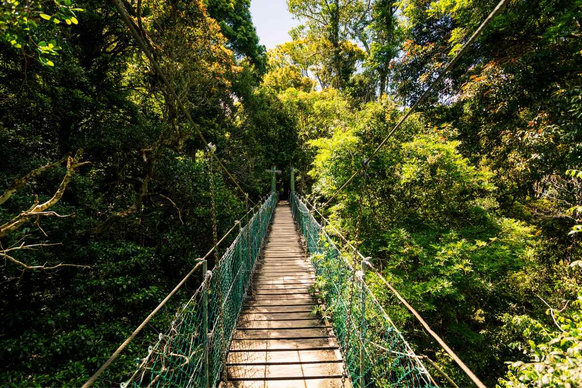 Exploring Ancient Forests: A Guide to Old-Growth Woodlands - Urbaki Outdoor