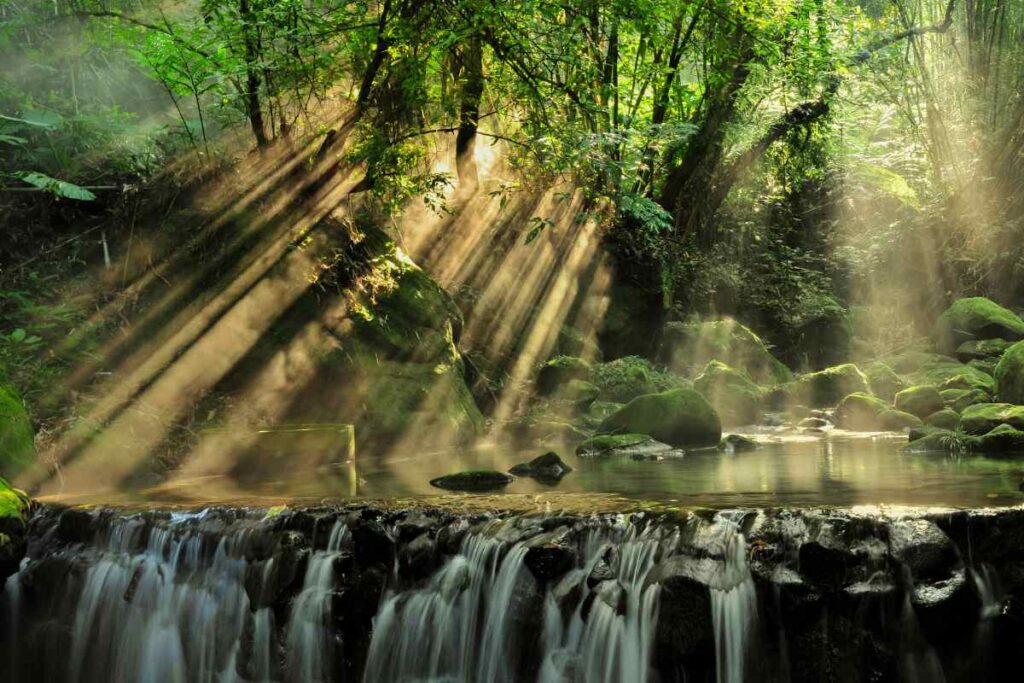 Exploring Ancient Forests: A Guide to Old-Growth Woodlands - Urbaki Outdoor
