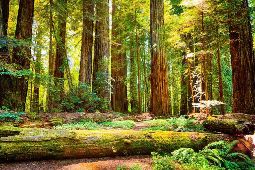 Exploring Ancient Forests: A Guide to Old-Growth Woodlands - Urbaki Outdoor