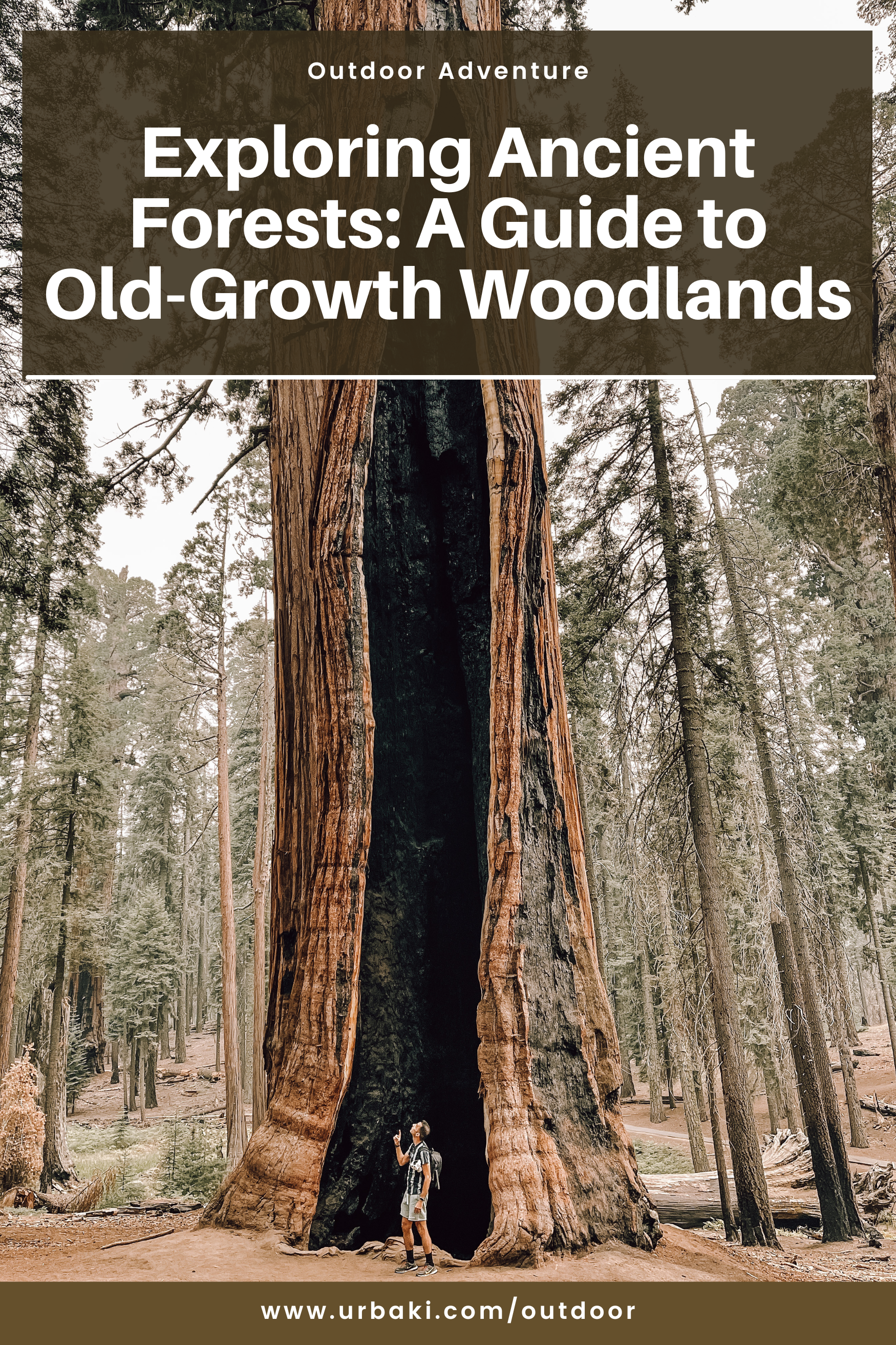 Exploring Ancient Forests: A Guide to Old-Growth Woodlands - Urbaki Outdoor