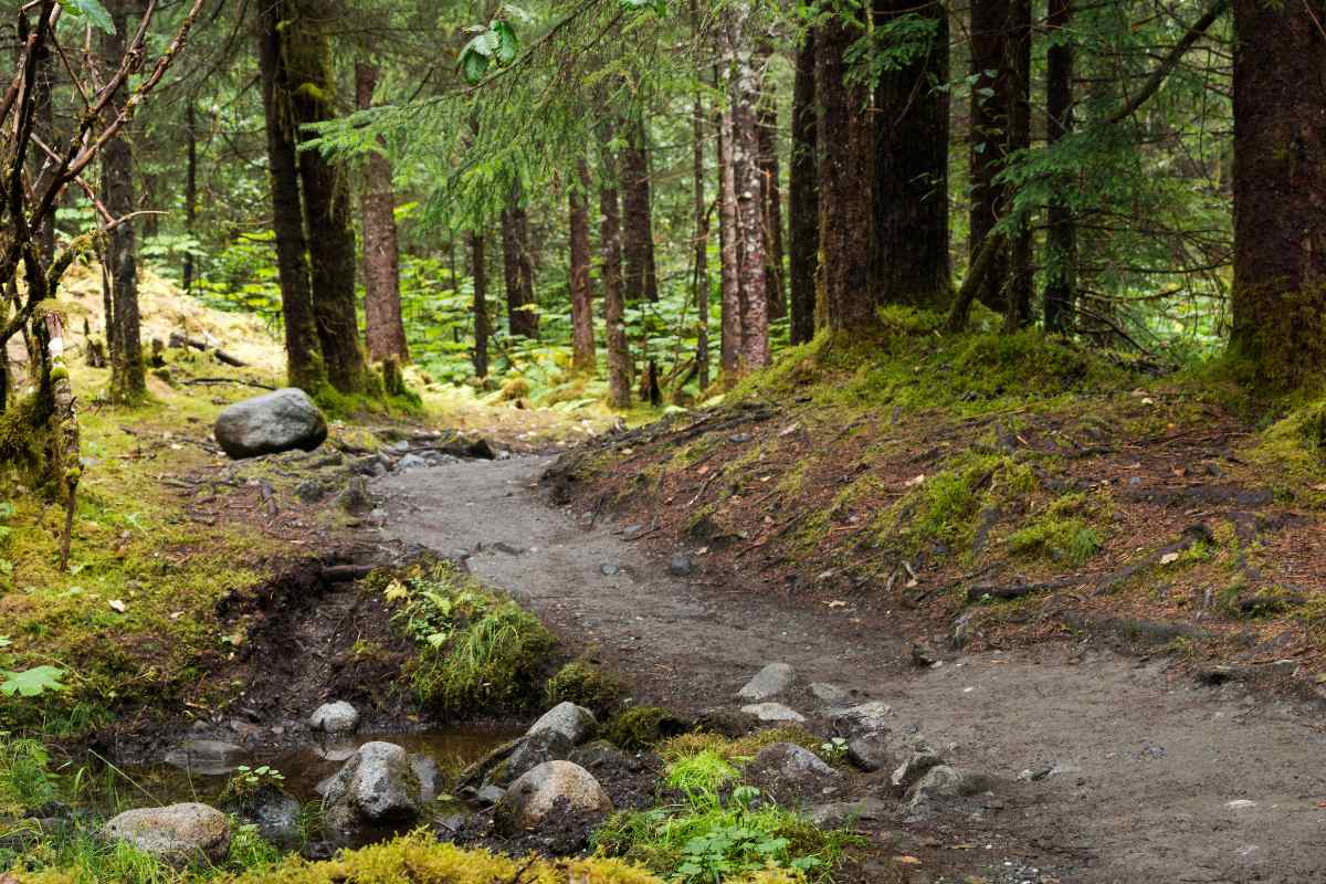 Exploring Ancient Forests: A Guide to Old-Growth Woodlands - Urbaki Outdoor