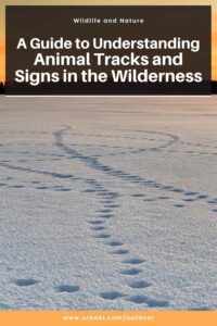 A Guide to Understanding Animal Tracks and Signs in the Wilderness ...