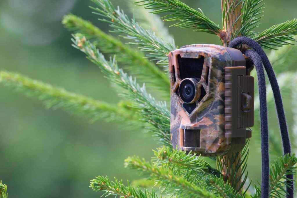 How to Set Up a Camera Trap for Wildlife Photography - Urbaki Outdoor