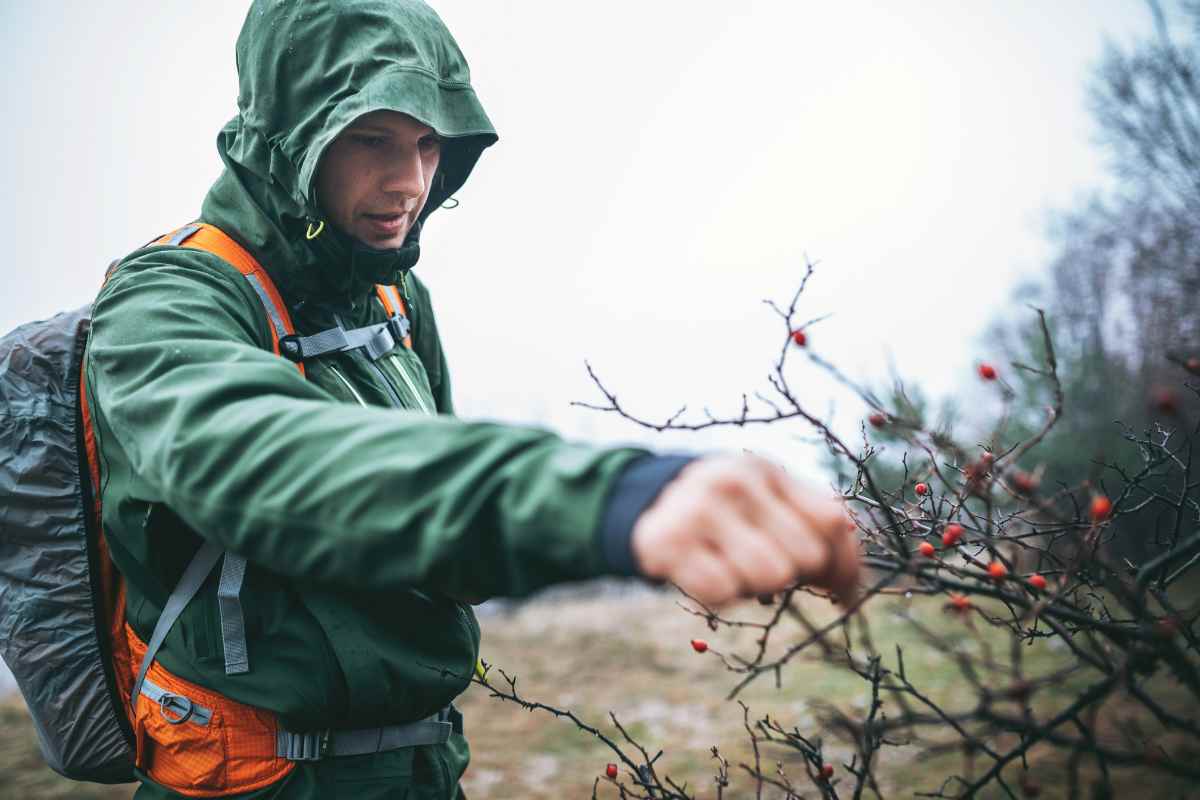 Survival Skills: Identifying Edible Plants in the Wild - Urbaki Outdoor