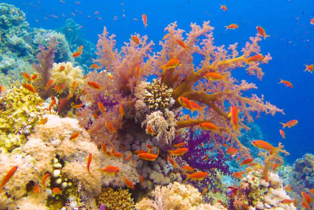 The Most Beautiful Coral Reefs to Snorkel - Urbaki Outdoor