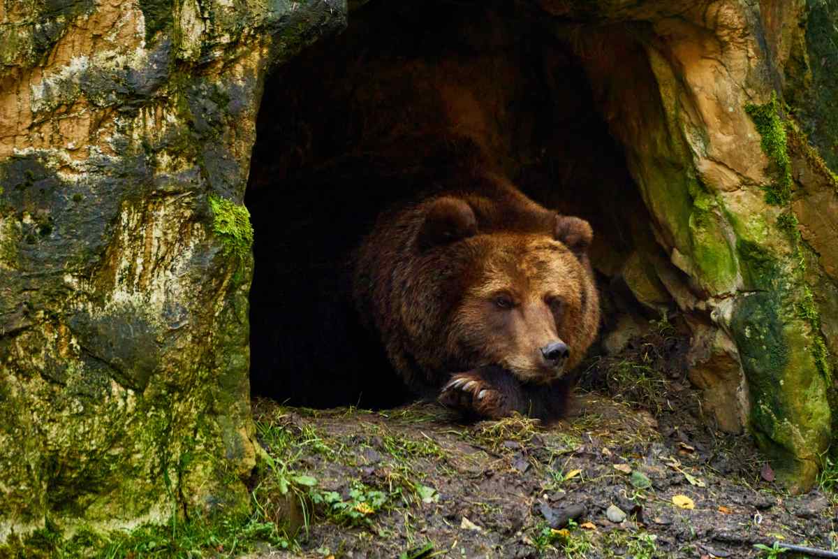 How Does Seasonal Change Affect Wildlife Behavior? - Urbaki Outdoor