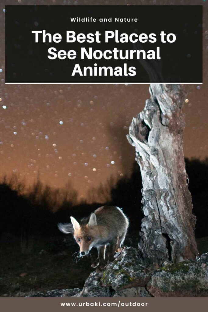 The Best Places to See Nocturnal Animals - Urbaki Outdoor