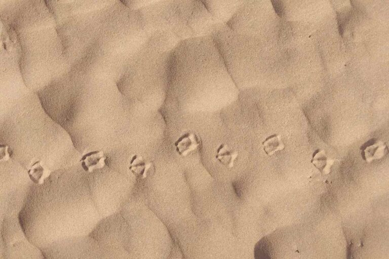 A Guide to Understanding Animal Tracks and Signs in the Wilderness ...