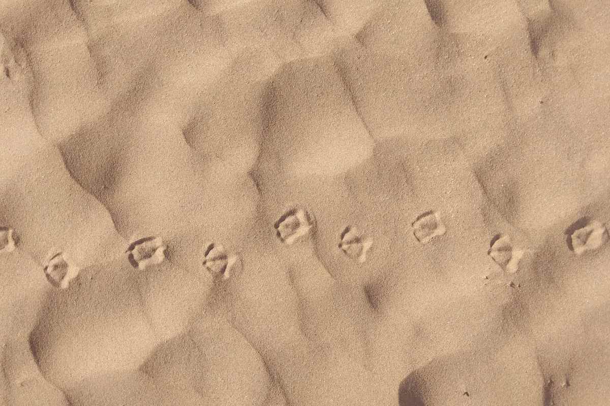 A Guide to Understanding Animal Tracks and Signs in the Wilderness ...