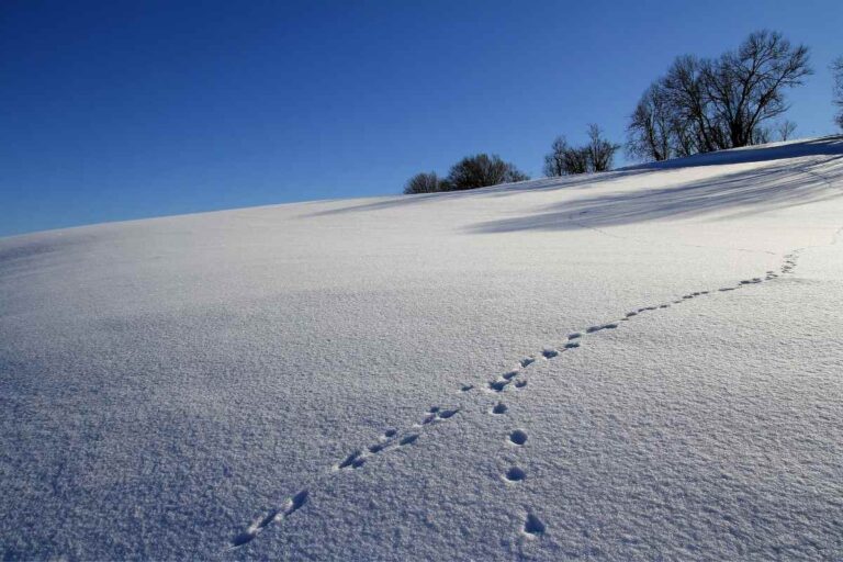 A Guide to Understanding Animal Tracks and Signs in the Wilderness ...