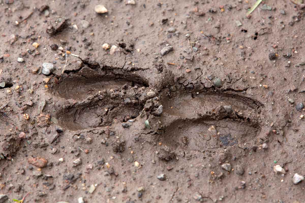 A Guide to Understanding Animal Tracks and Signs in the Wilderness ...