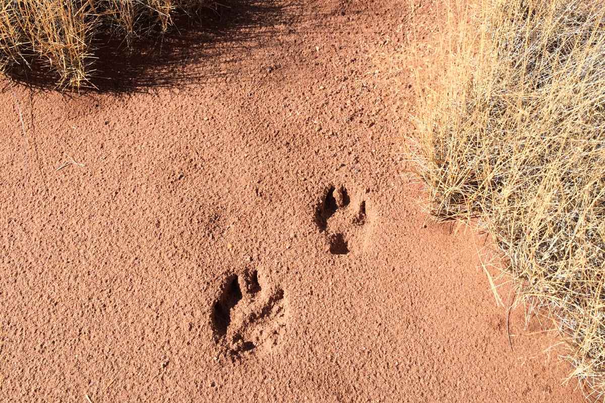 A Guide to Understanding Animal Tracks and Signs in the Wilderness ...