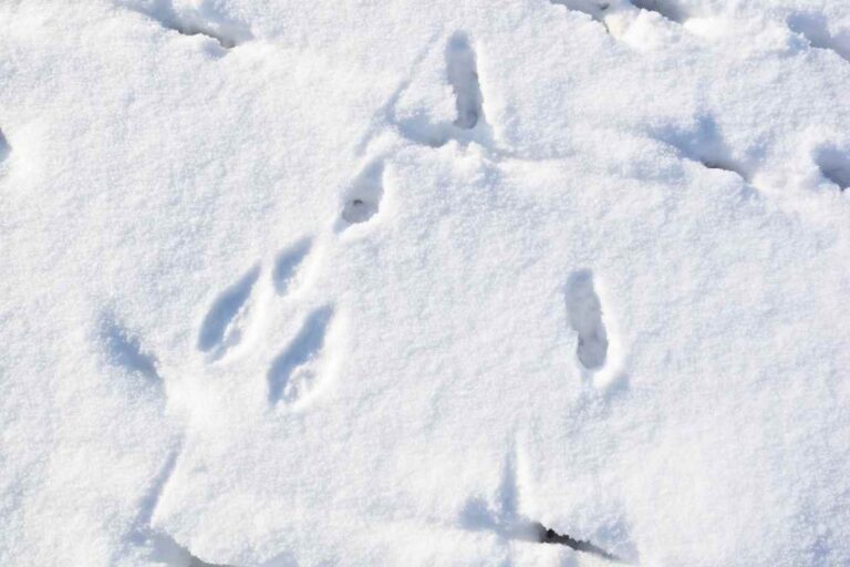 A Guide to Understanding Animal Tracks and Signs in the Wilderness ...