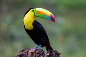 Why We Should All Care About Wildlife Conservation - Urbaki Outdoor