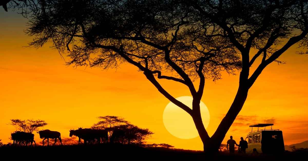 Safari expeditions in Africa