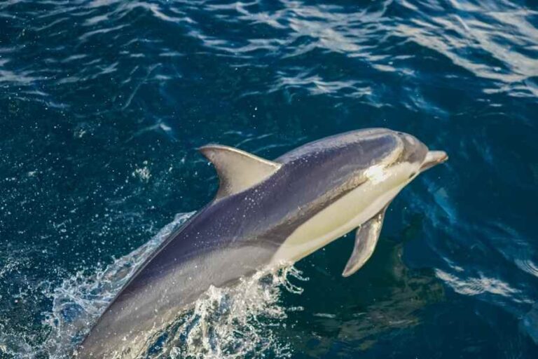 Where to See Dolphins in New Zealand
