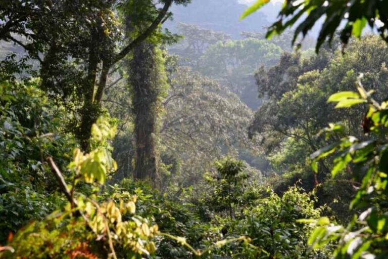 Bwindi Impenetrable National Park: The Complete Guide