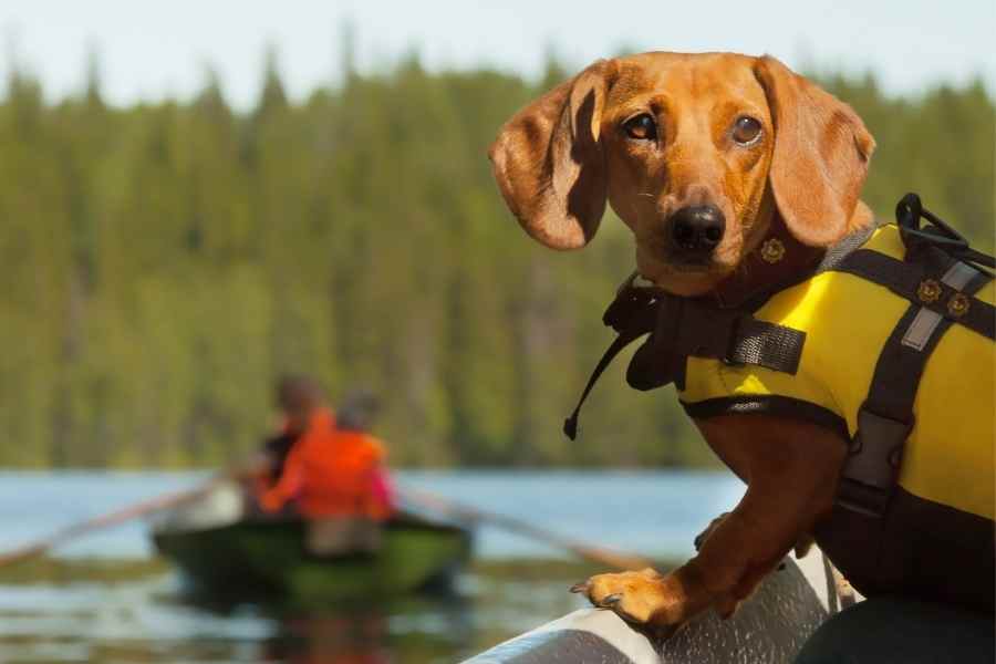 Most Dog-Friendly Vacation Destinations in The US