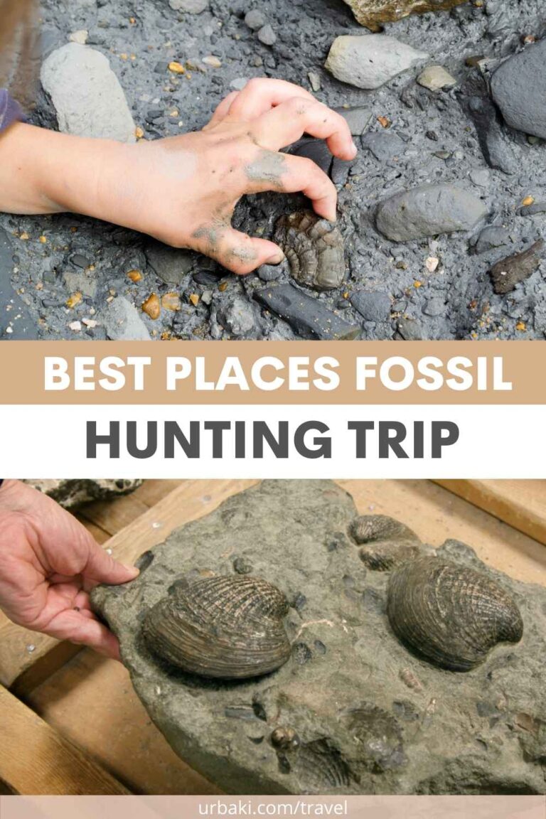 Best Places Fossil Hunting Trip